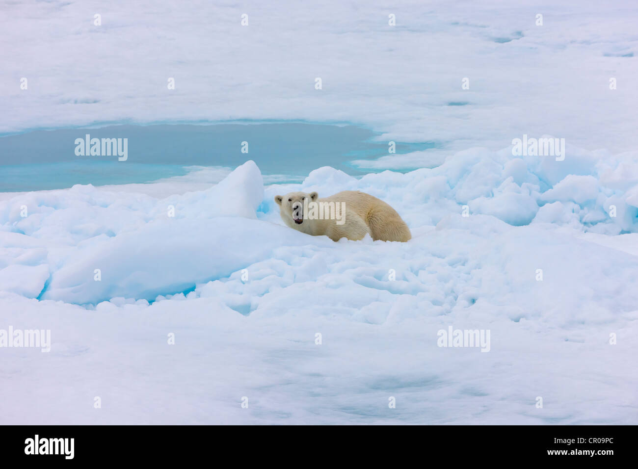 Polar Bear sleeping on ice, Woodfjord, Spitsbergen, Norway Stock Photo ...