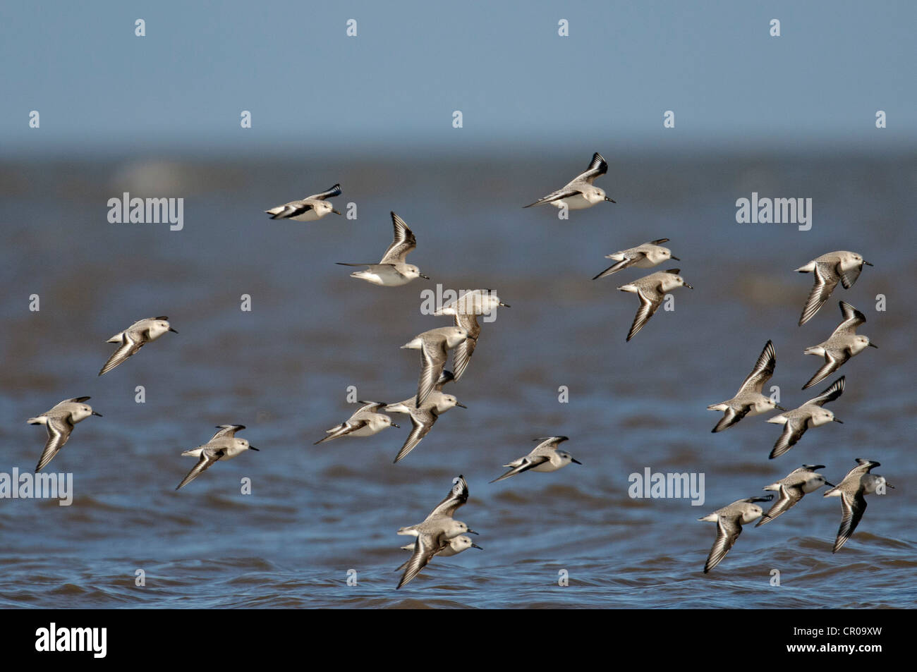 Calidris alba sanderling flight flying flock hi-res stock photography ...