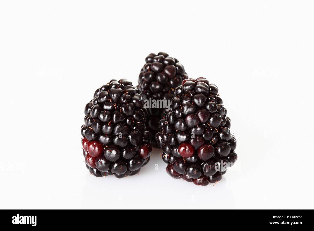 Three blackberries (Rubus sectio Rubus Stock Photo - Alamy