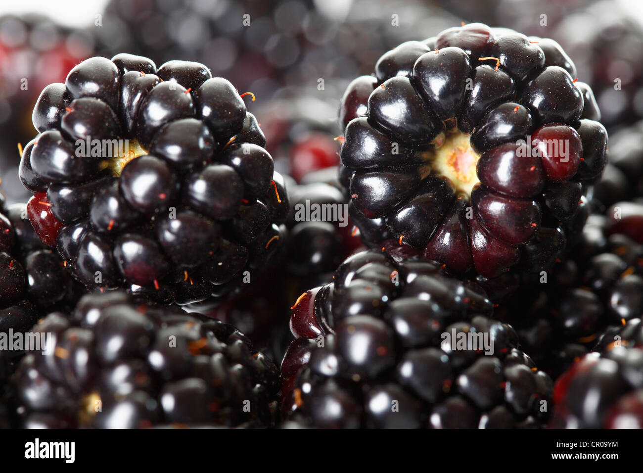 Blackberries (Rubus sectio Rubus), detail view Stock Photo - Alamy