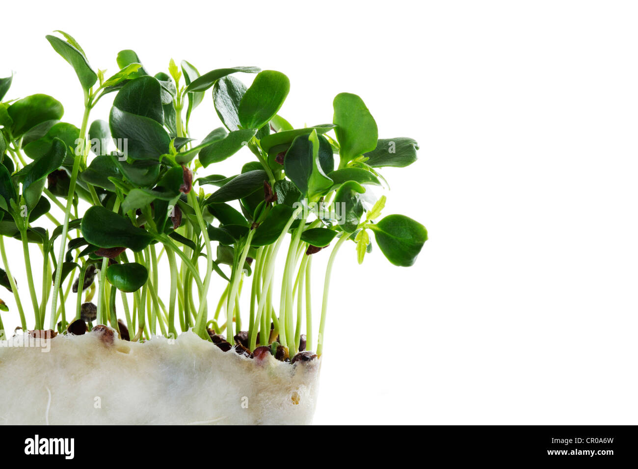 Tahoon cress hi-res stock photography and images - Alamy