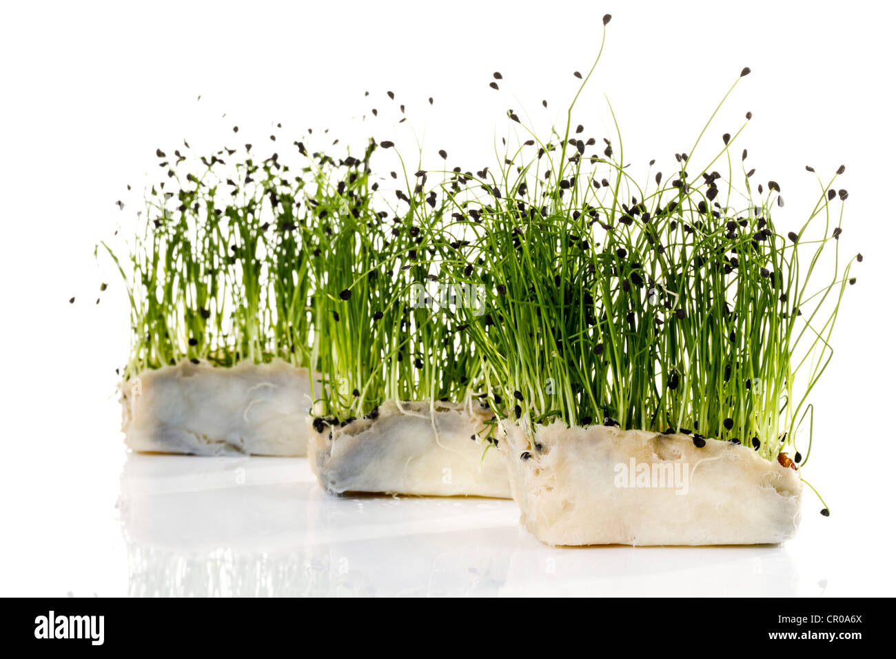 Rock chives cress with nutritive medium Stock Photo - Alamy