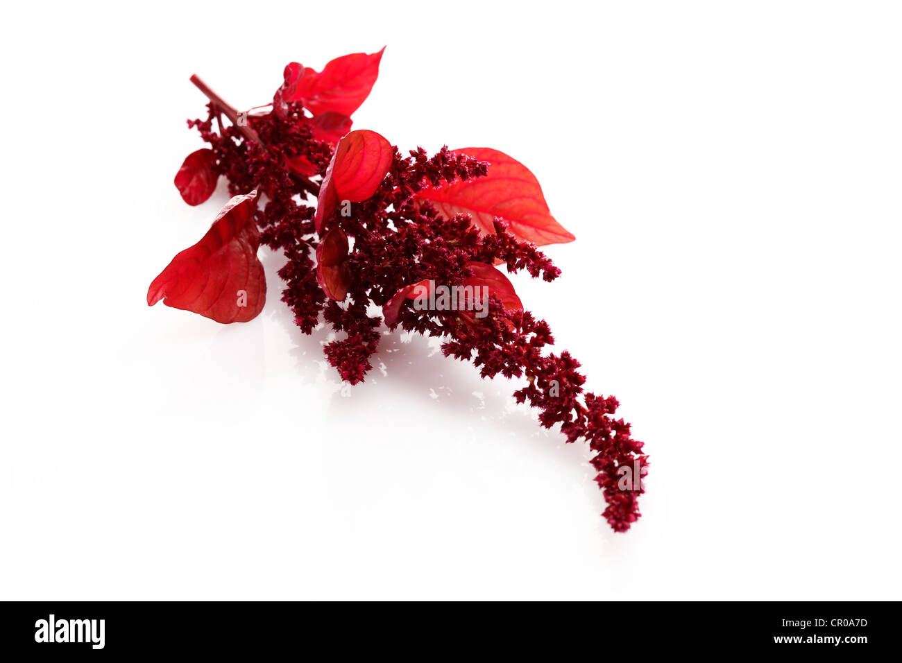 Amaranth hi-res stock photography and images - Alamy