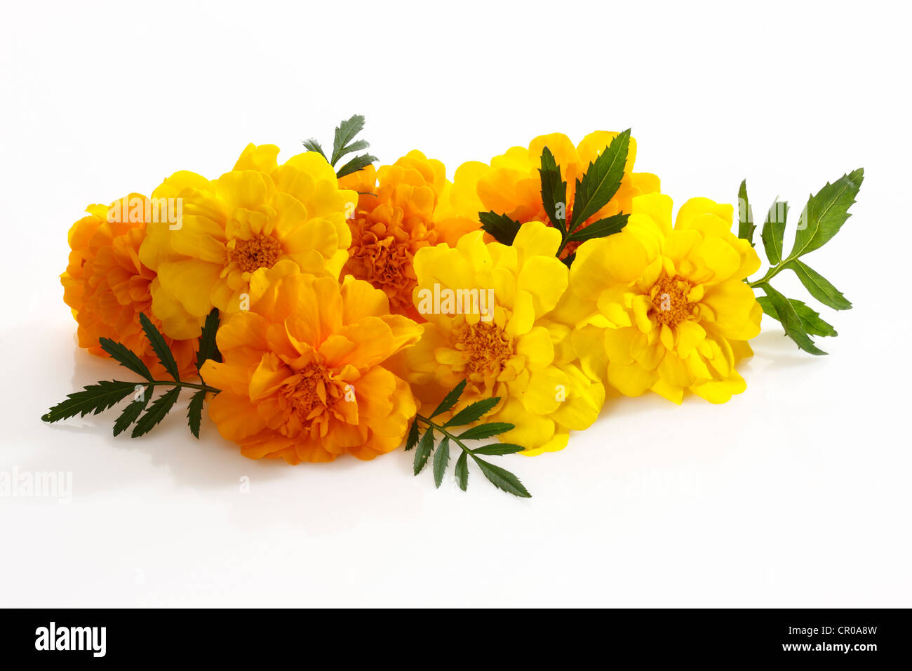 Blooming marigold tagetes Cut Out Stock Images & Pictures - Alamy