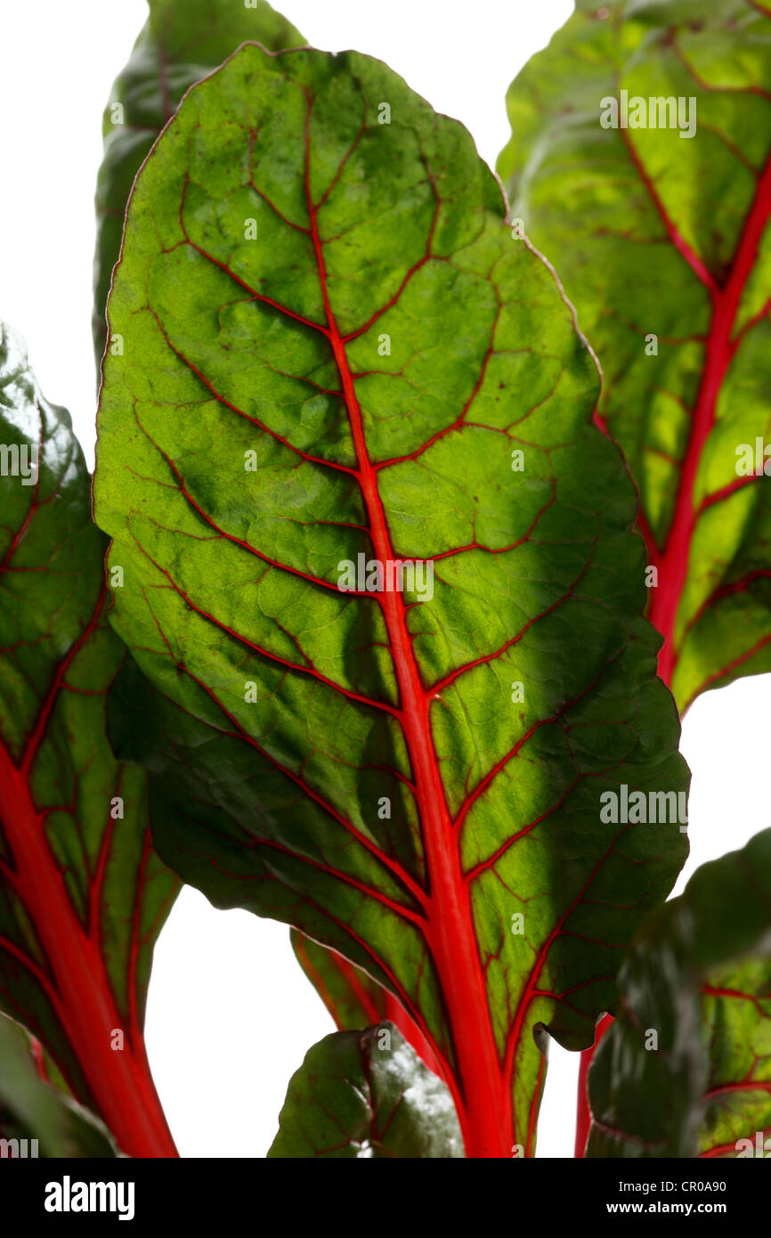 Beta vulgaris leaves hi-res stock photography and images - Alamy