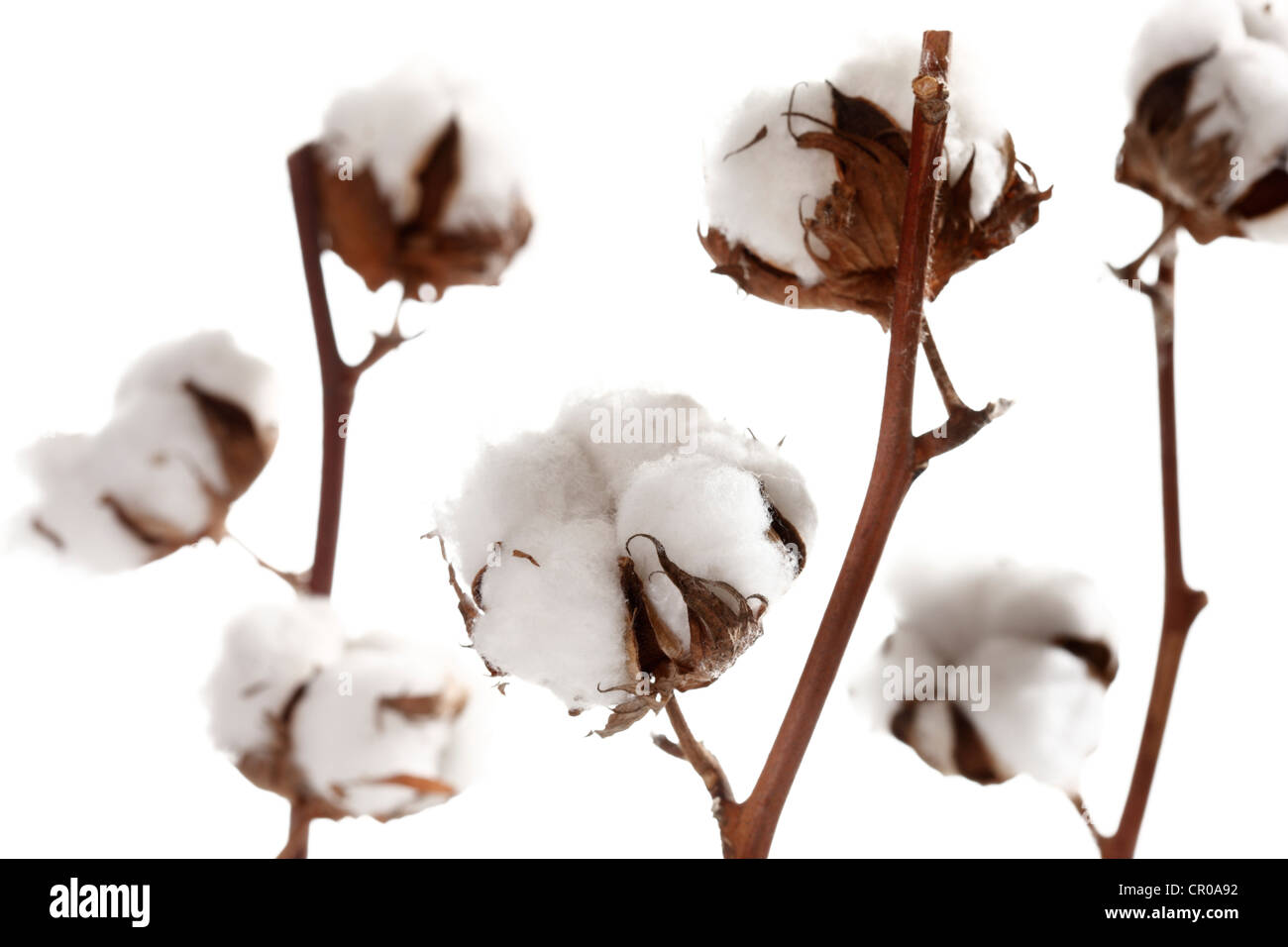 Cotton (Gossypium) flowers Stock Photo - Alamy