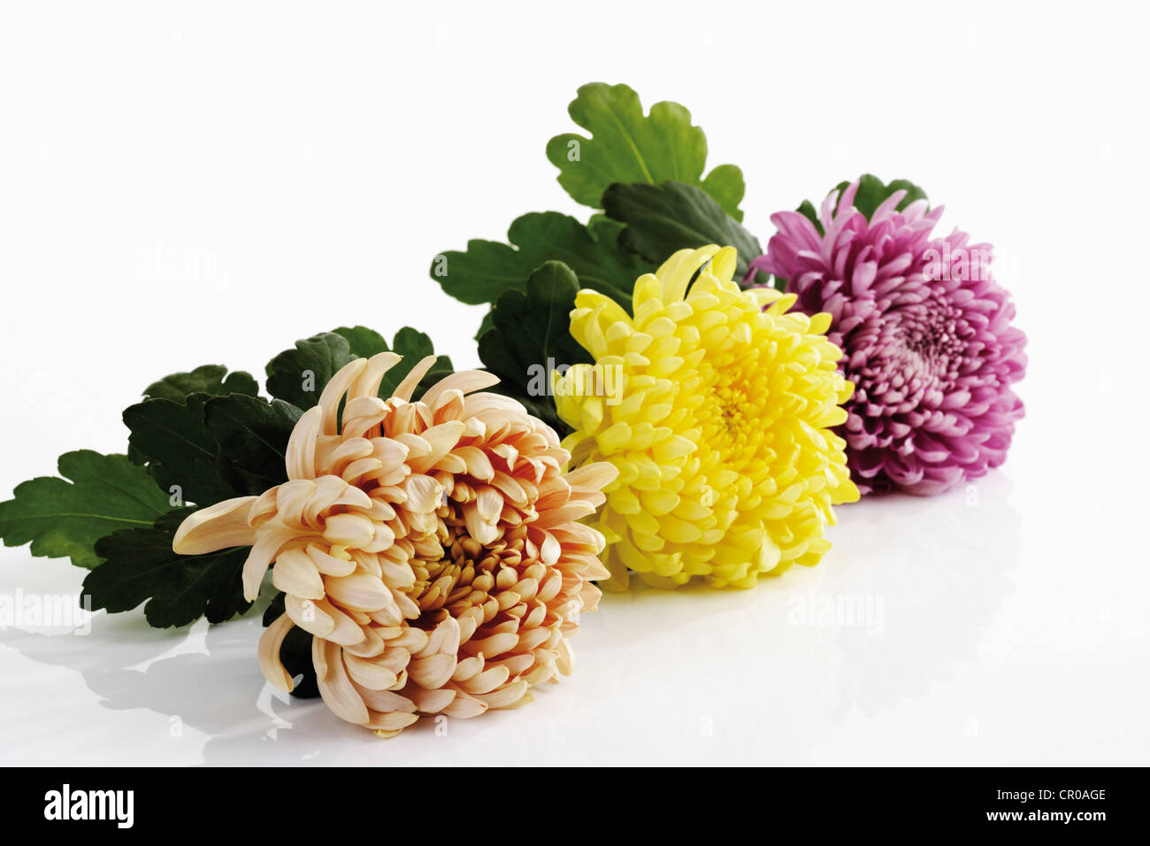 Different colored mums hi-res stock photography and images - Alamy