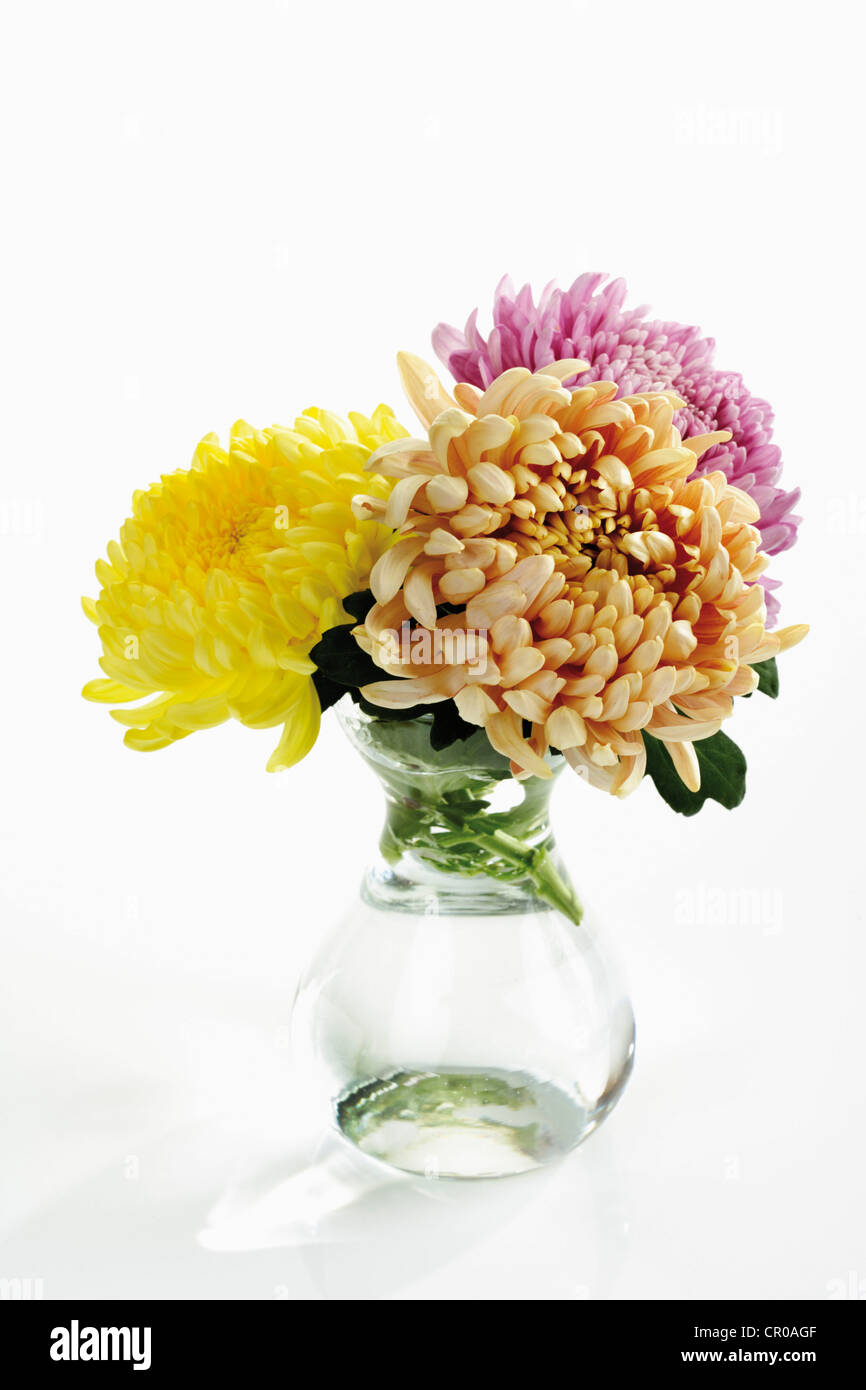 Different colored mums hi-res stock photography and images - Alamy