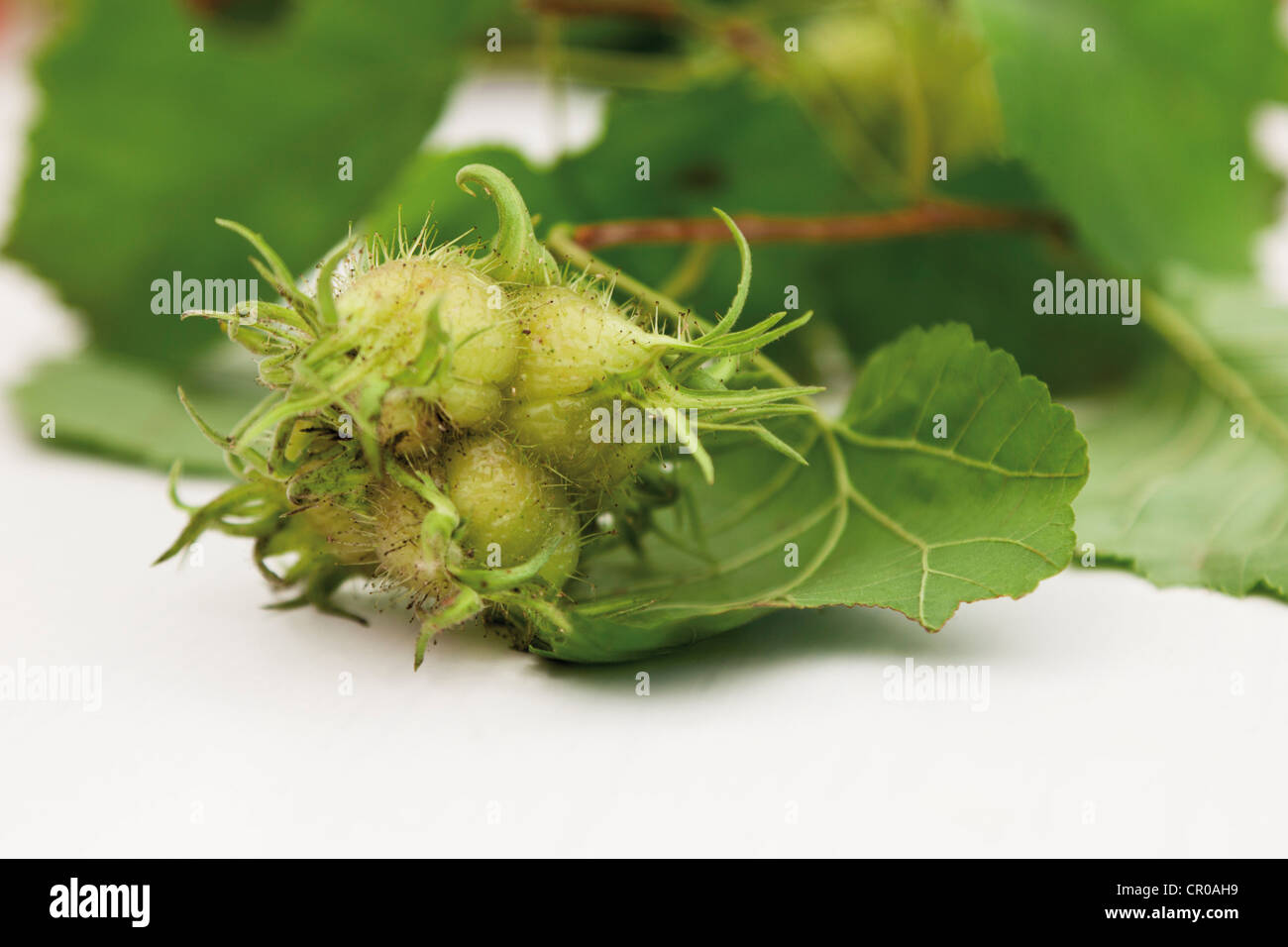 Leaves and nuts, hazelnuts, Turkish Hazel Tree (Corylus columa Stock ...