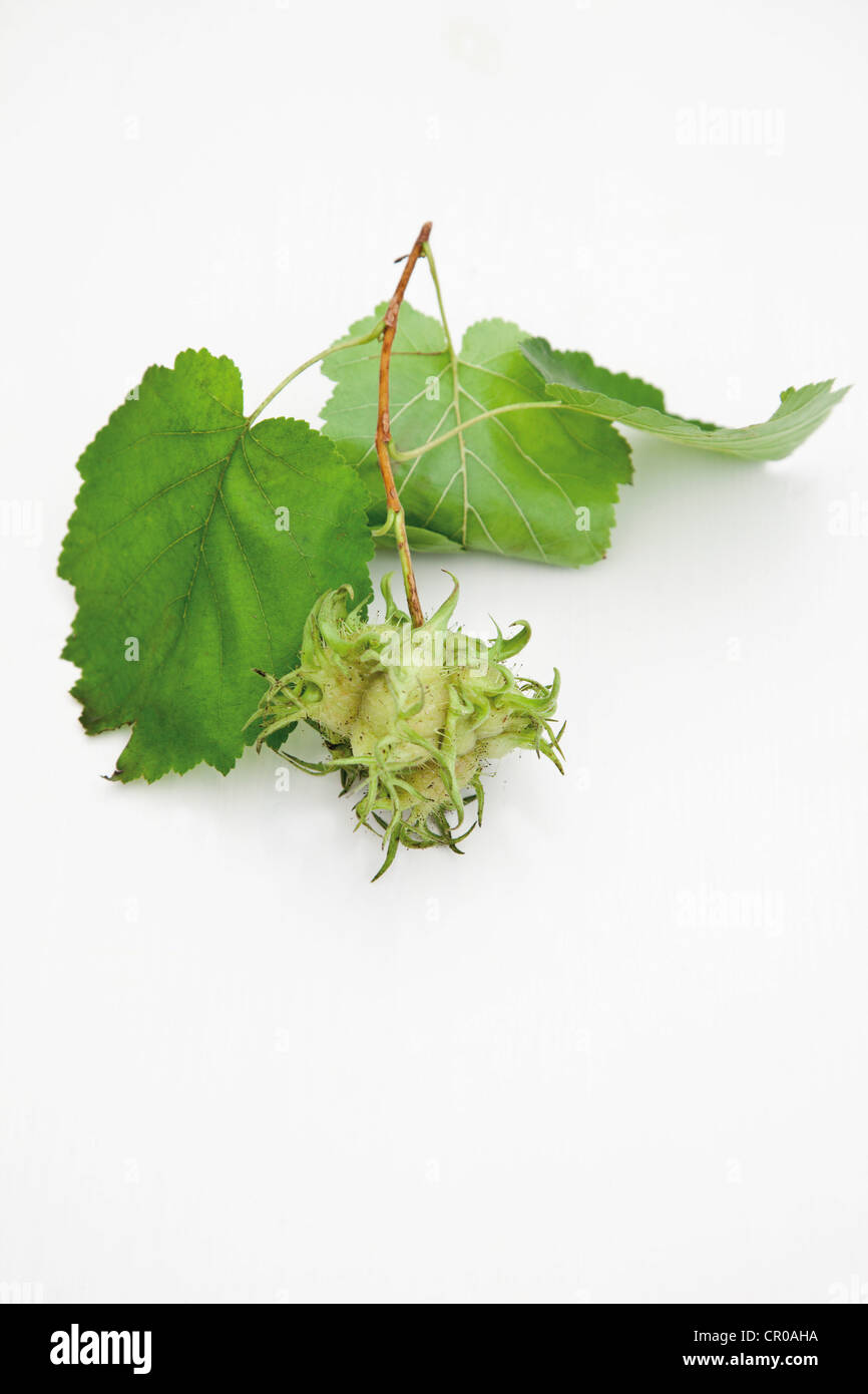 Leaves and nuts, hazelnuts, Turkish Hazel Tree (Corylus columa Stock ...