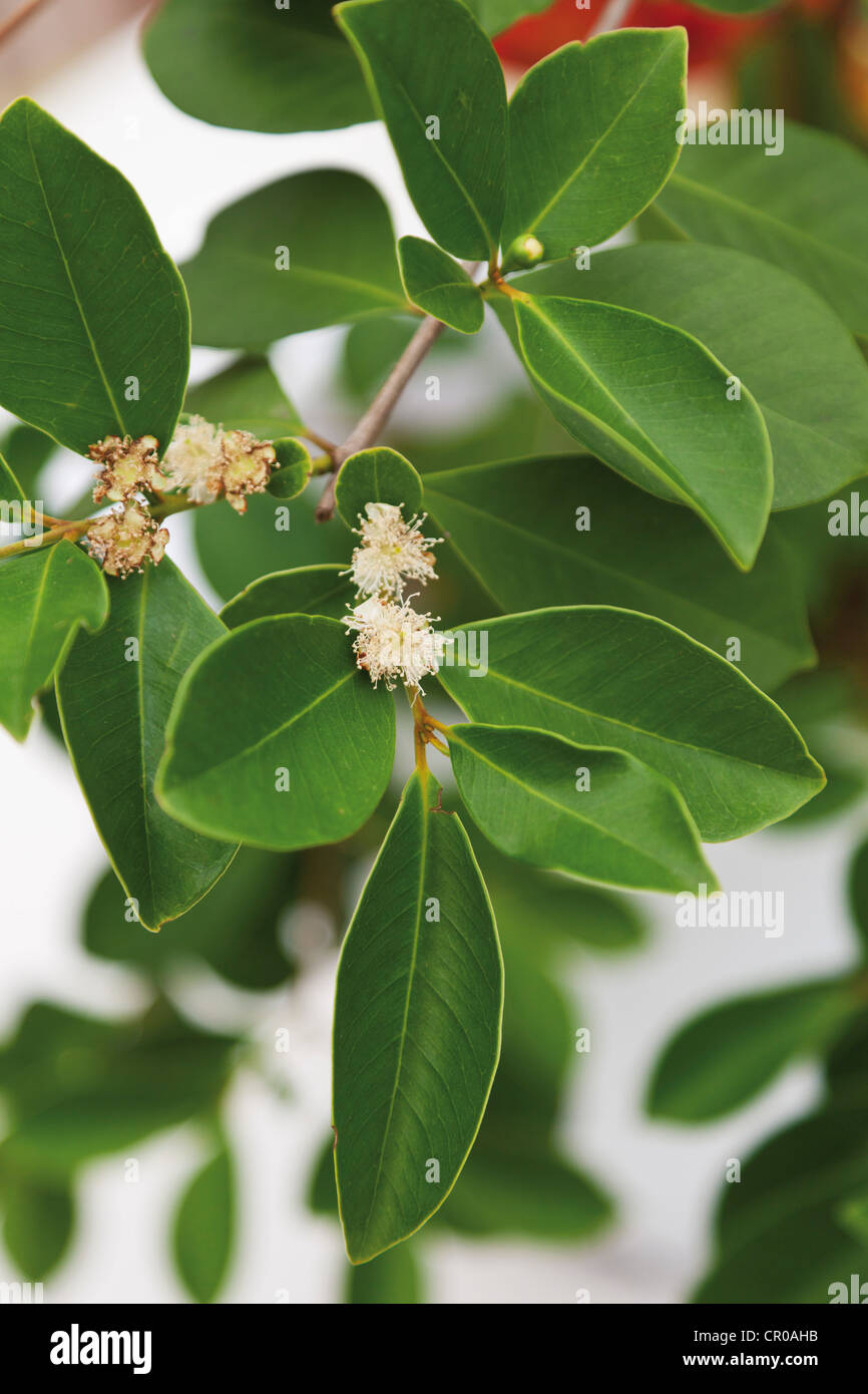 Flowers and leaves of Strawberry Guava (Psidium littorale Stock Photo ...