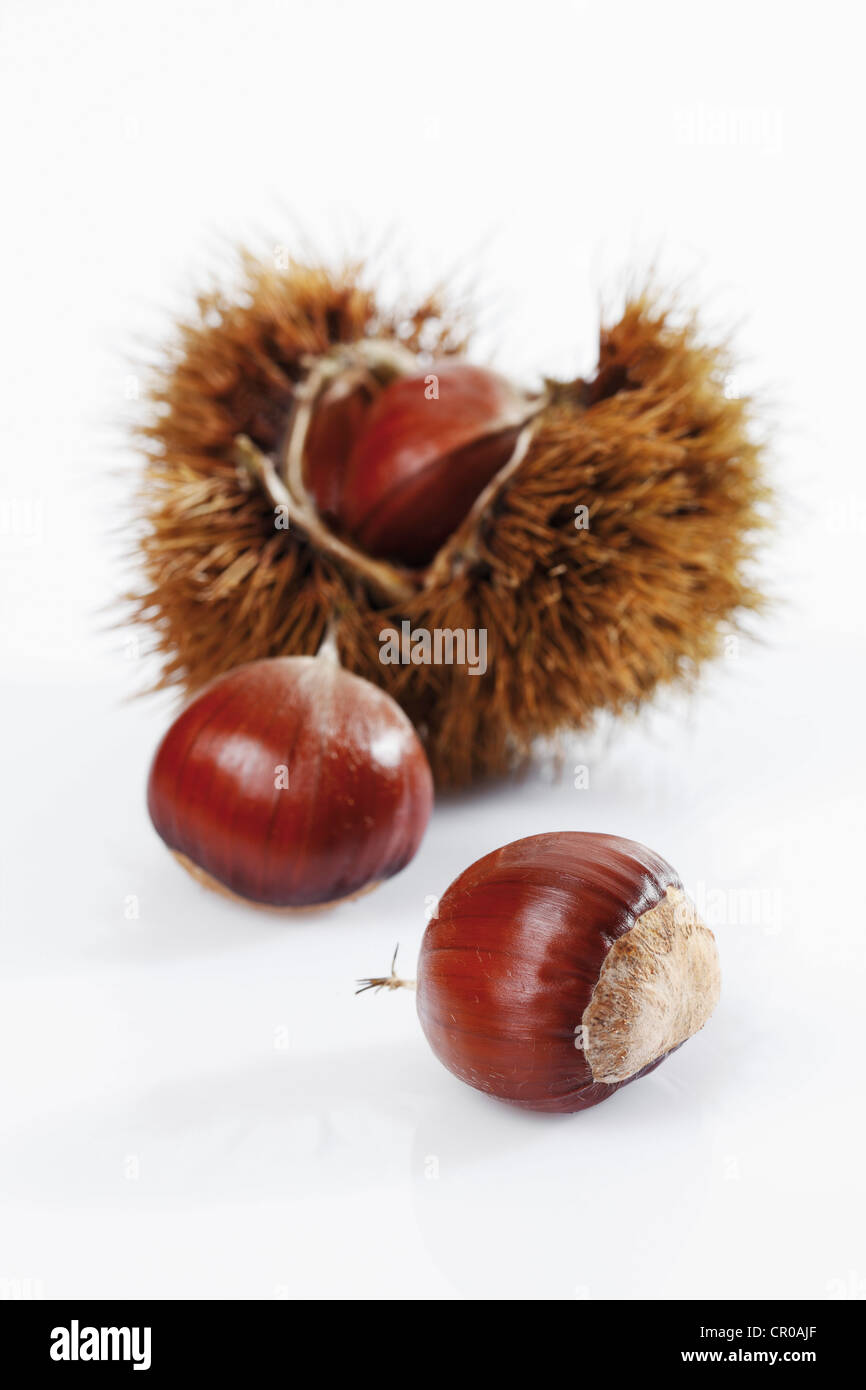 Chestnuts, edible nuts, sweet chestnut (Castanea sativa Stock Photo - Alamy