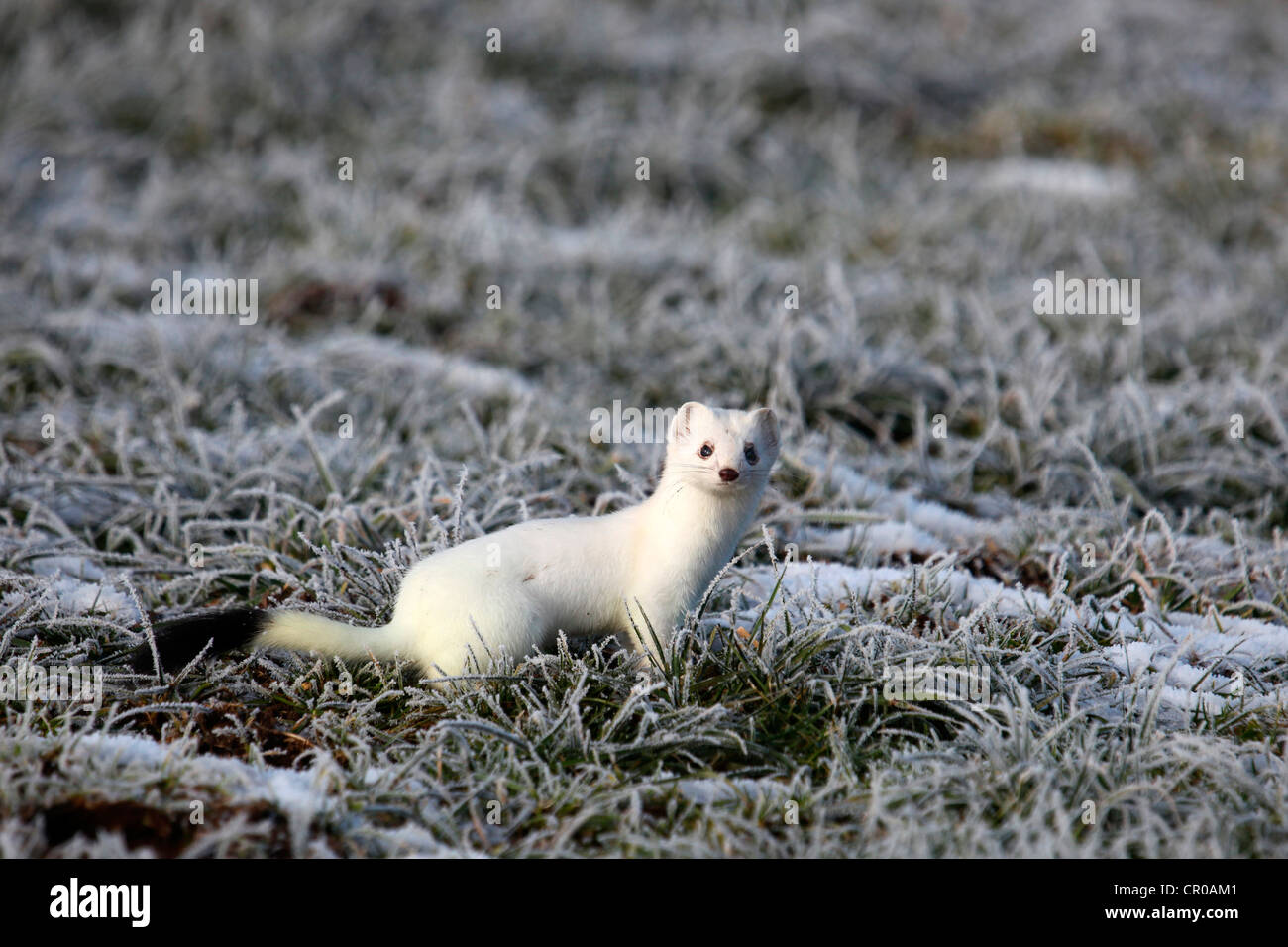 Ermine stoat mustela erminea on hi-res stock photography and images - Alamy