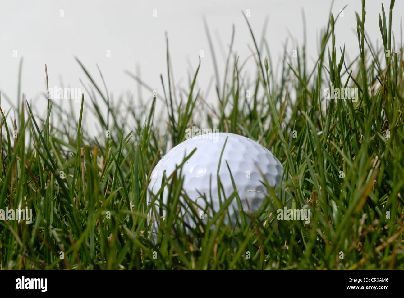 one golf ball on grass Stock Photo - Alamy