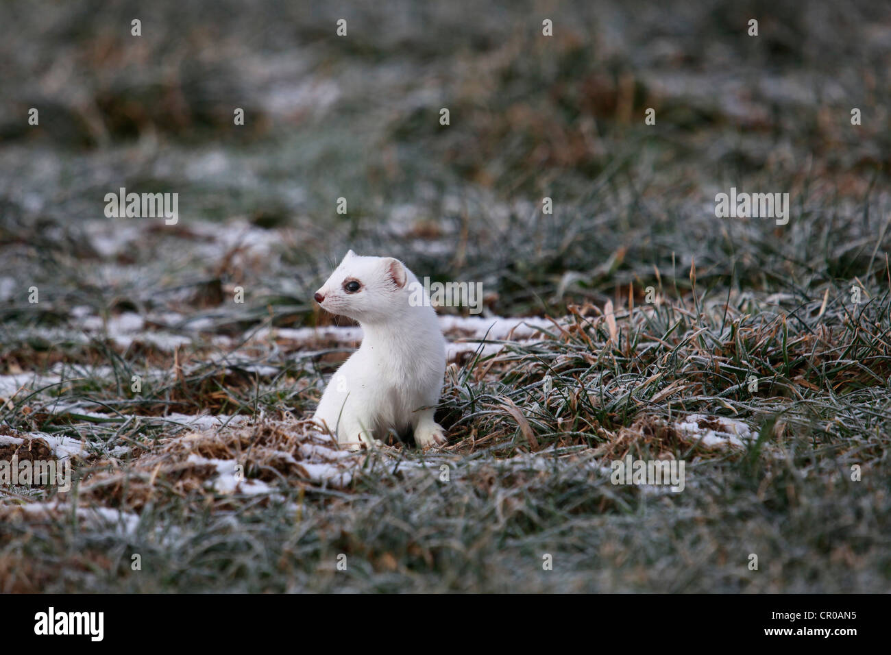 Ermine (Mustela erminea) in its winter coat, Allgaeu, Bavaria, Germany ...