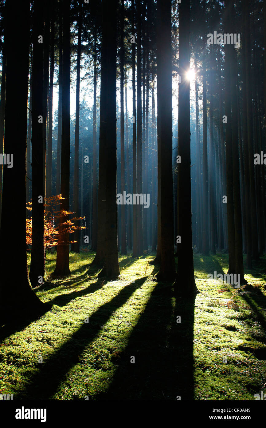 Norway spruce hi-res stock photography and images - Alamy