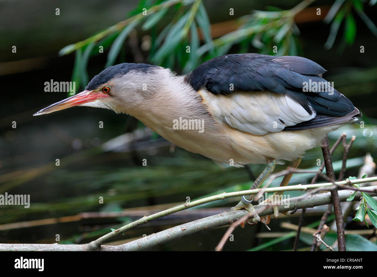 Swainson's thrush europe hi-res stock photography and images - Alamy