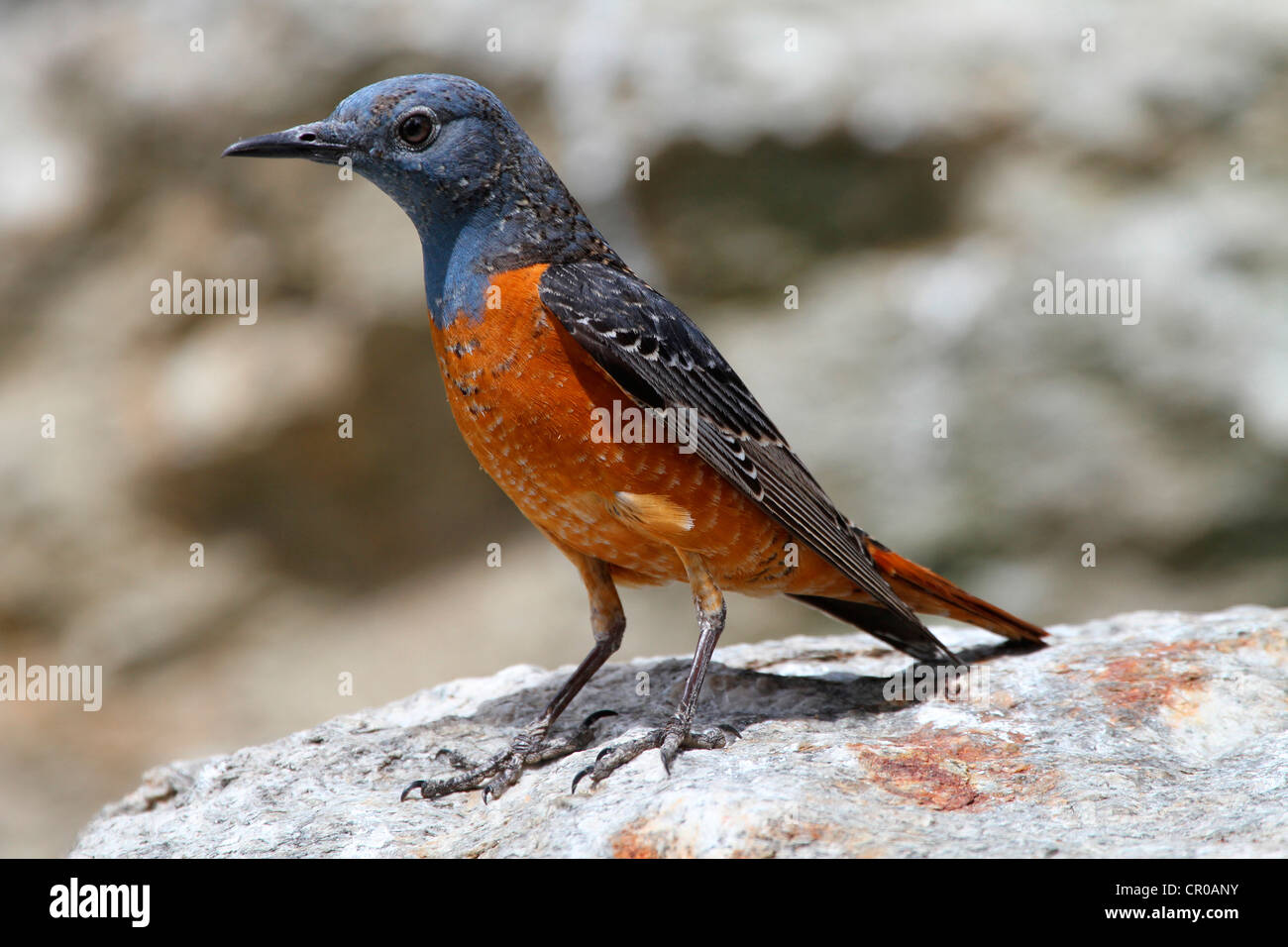 Rufous-tailed Rock Thrush (Monticola saxatilis), Alpenzoo Innsbruck ...