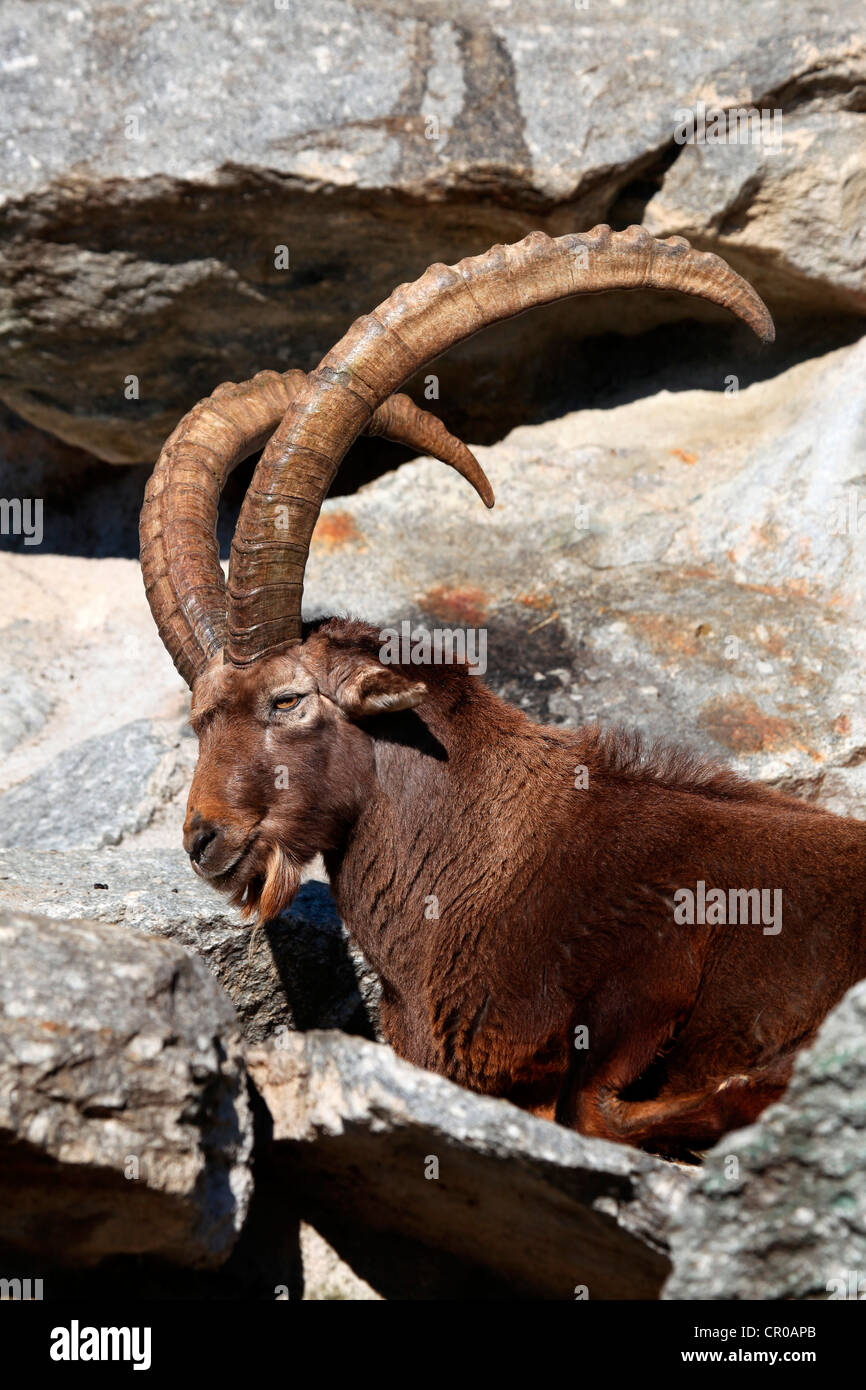 Alpenzoo innsbruck hi-res stock photography and images - Alamy