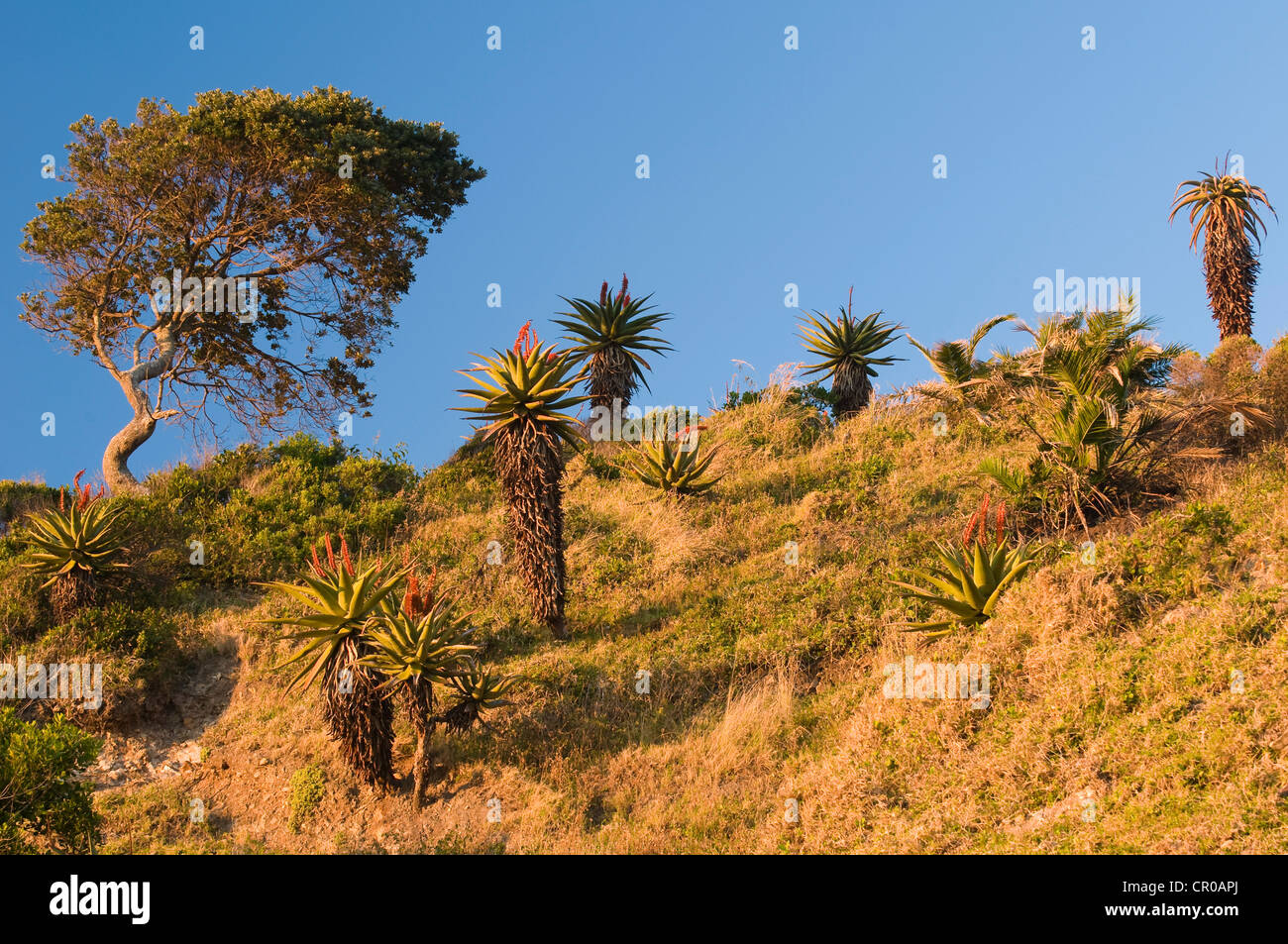 Flowering Cape Aloe (Aloe ferox), Wild Coast, Eastern Cape, South ...