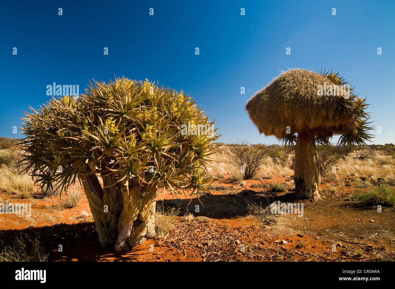 Flowering quiver trees hi-res stock photography and images - Alamy