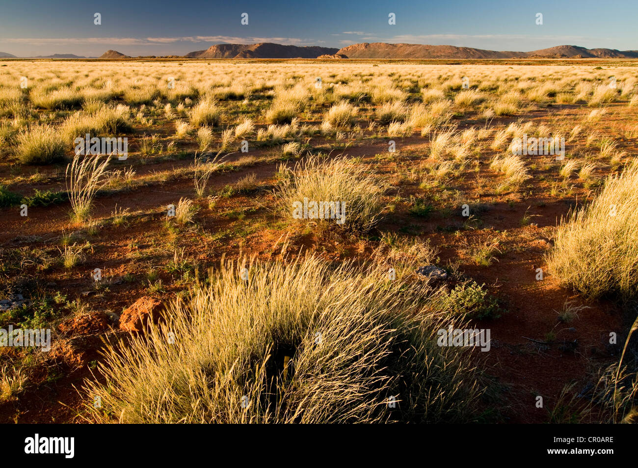 Landscape with grass, Richtersveld National Park, Northern Cape, South ...
