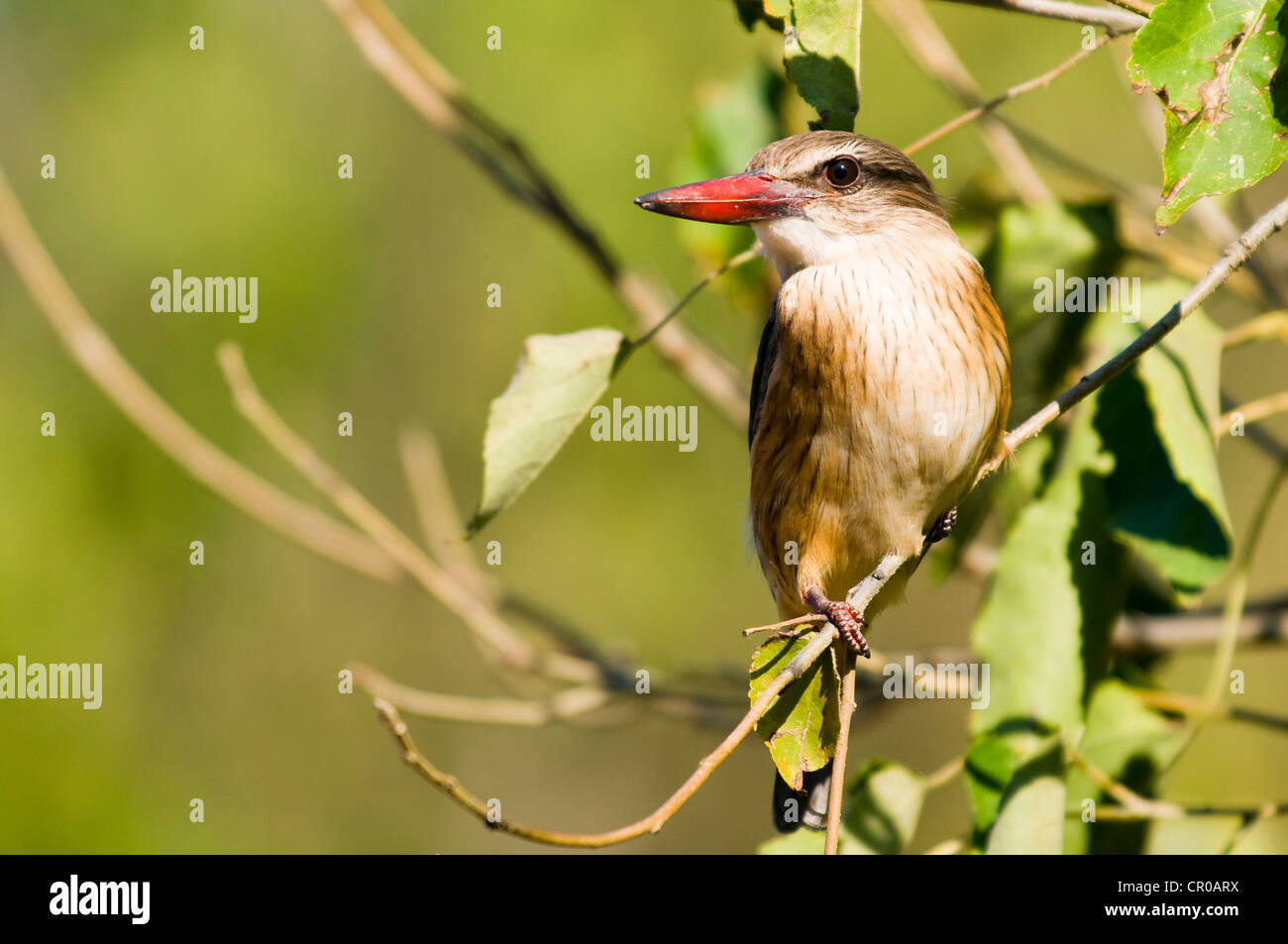 Weaver (Ploceidae), Mapungubwe National Park, Limpopo, South Africa ...