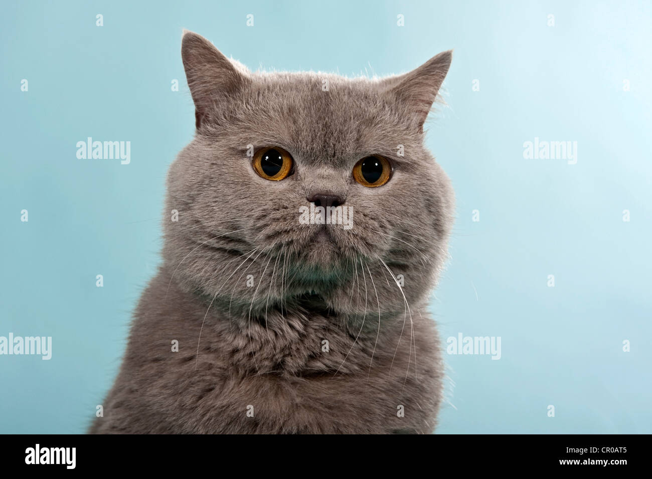 Chartreux cats hi-res stock photography and images - Alamy