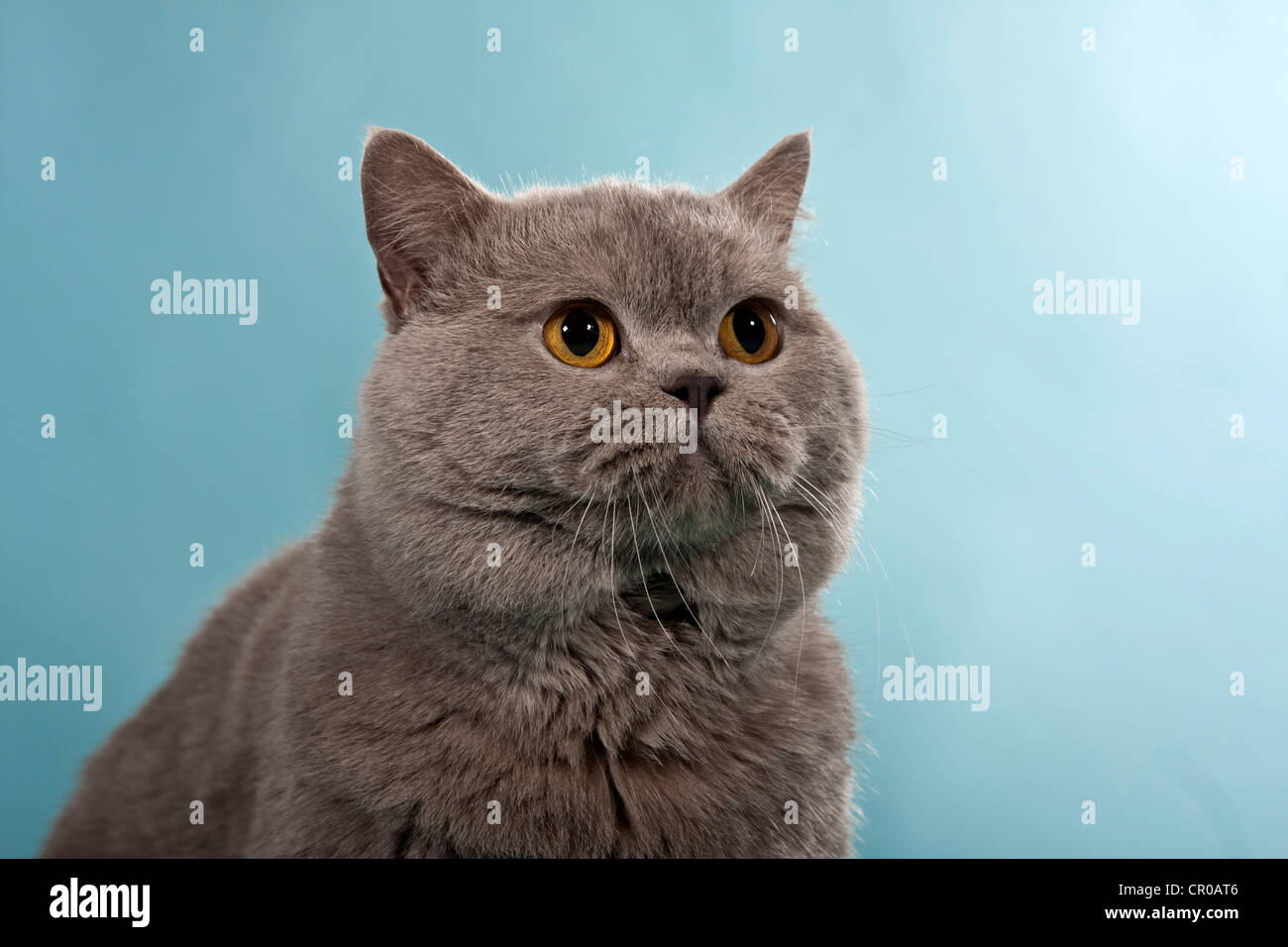 Blue British Shorthair, Chartreux, male cat, portrait Stock Photo - Alamy