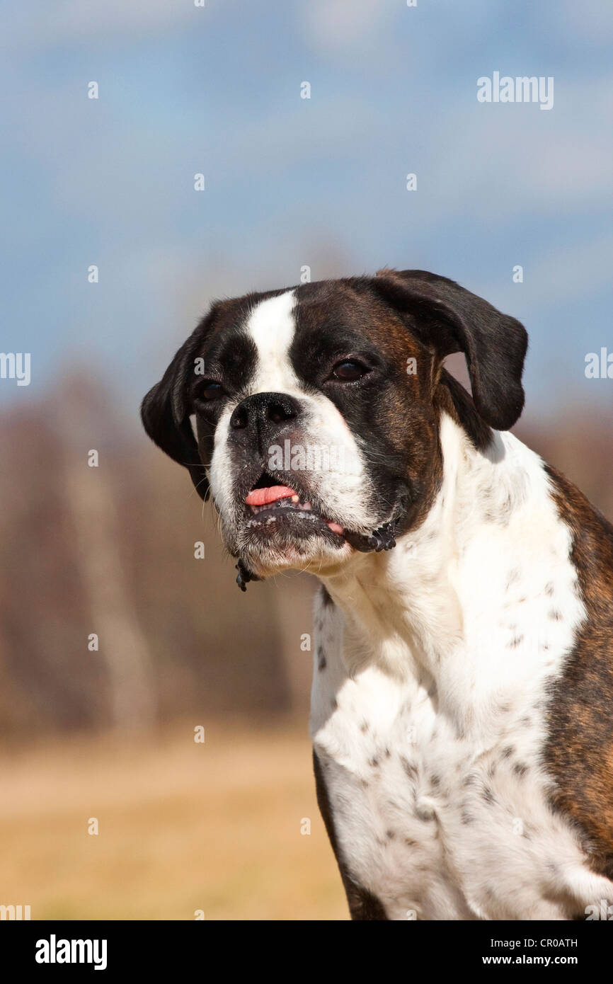 Boxer, older dog Stock Photo - Alamy