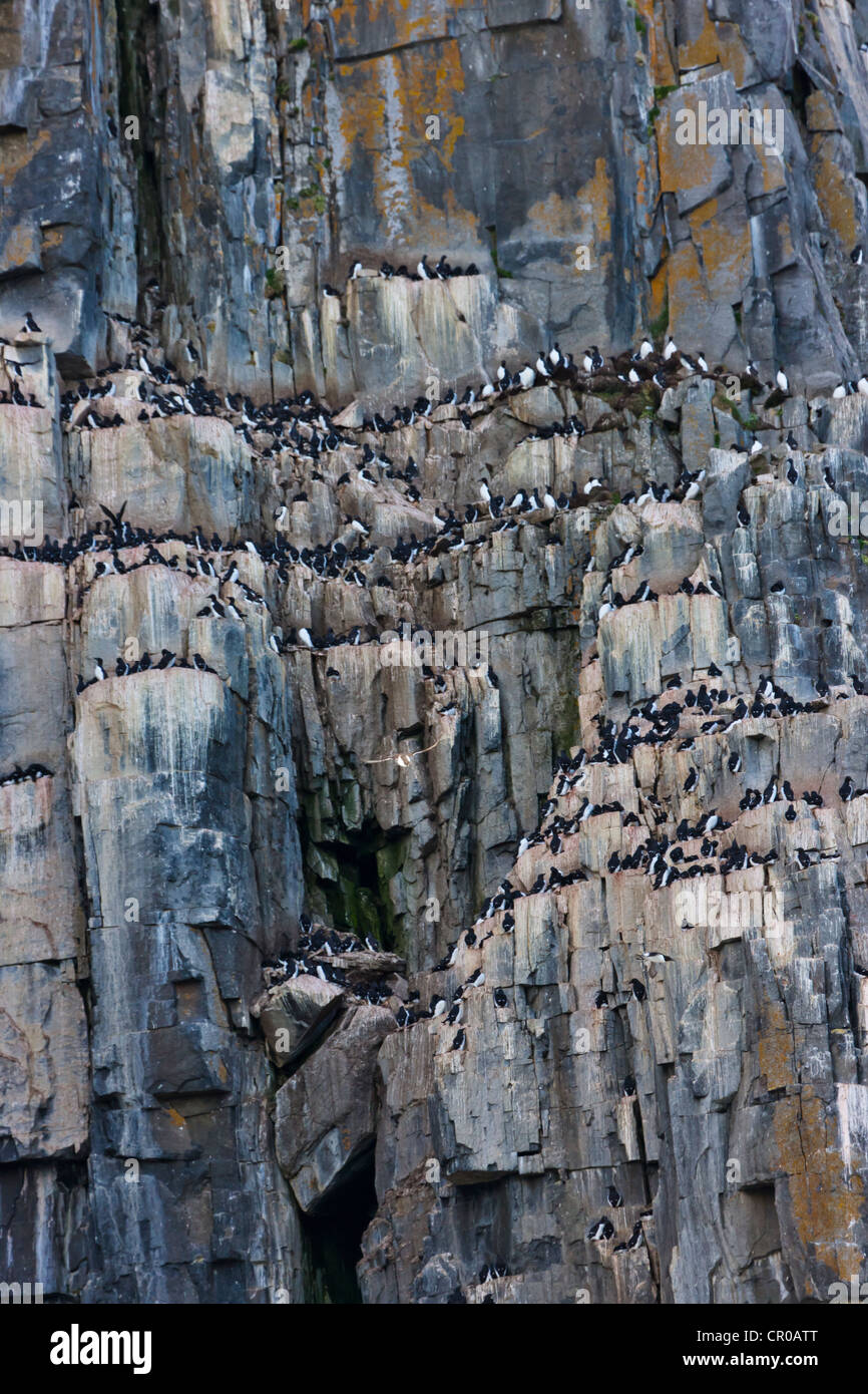 000 pairs breeding colonies hi-res stock photography and images - Alamy