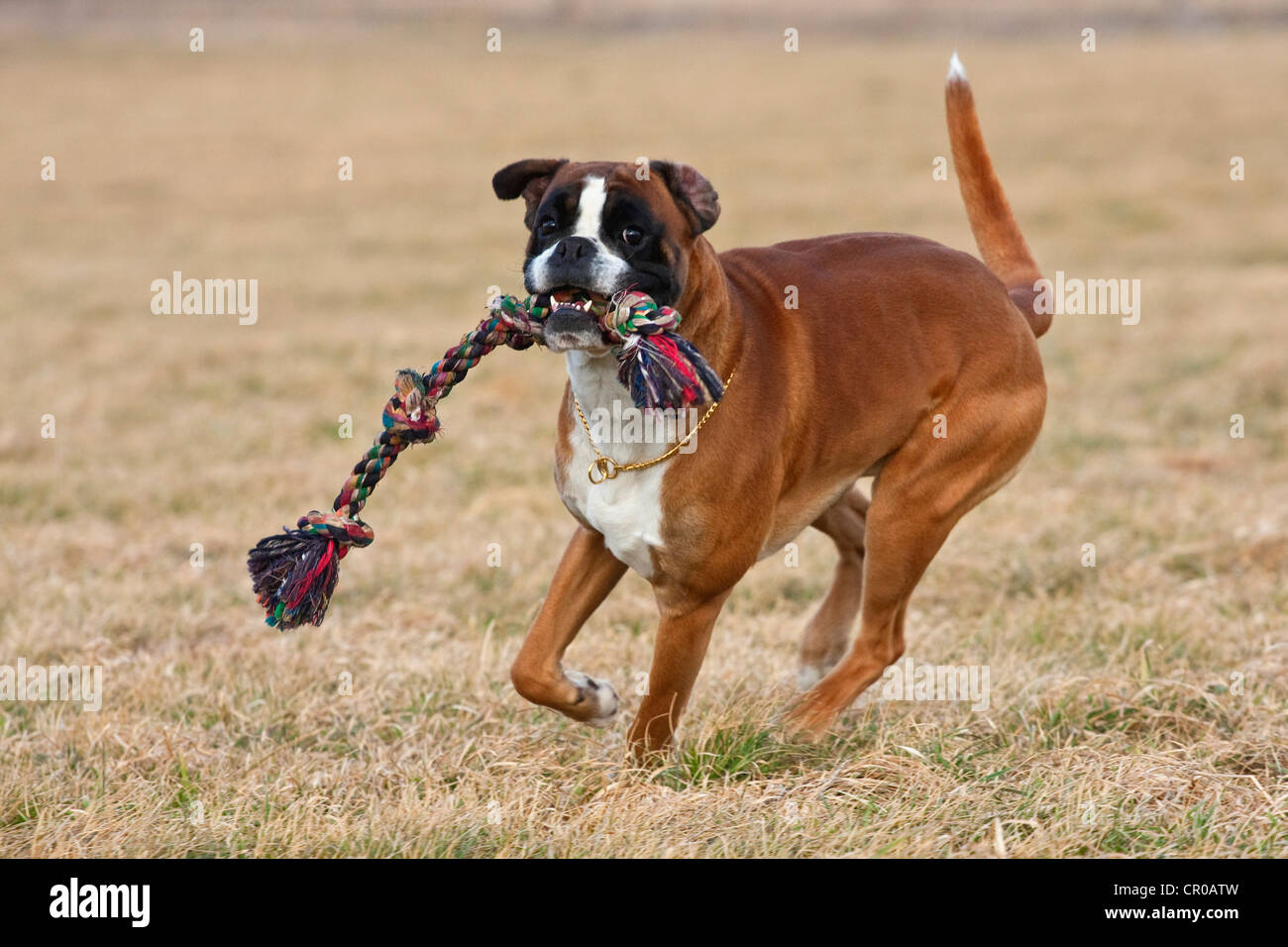 Male boxer dog hi-res stock photography and images - Alamy