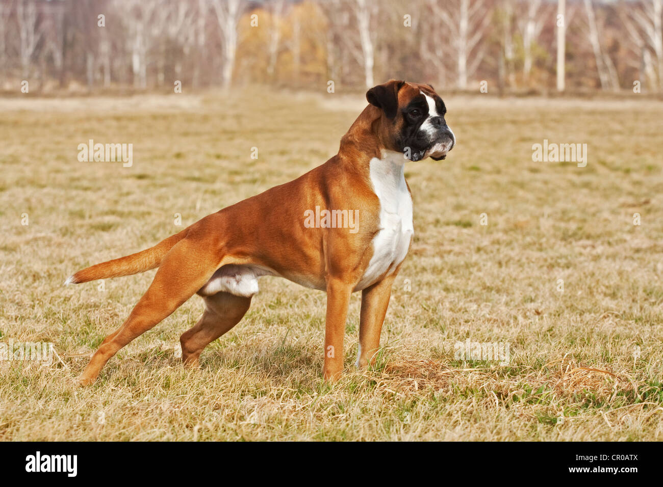 Boxer, male dog Stock Photo - Alamy