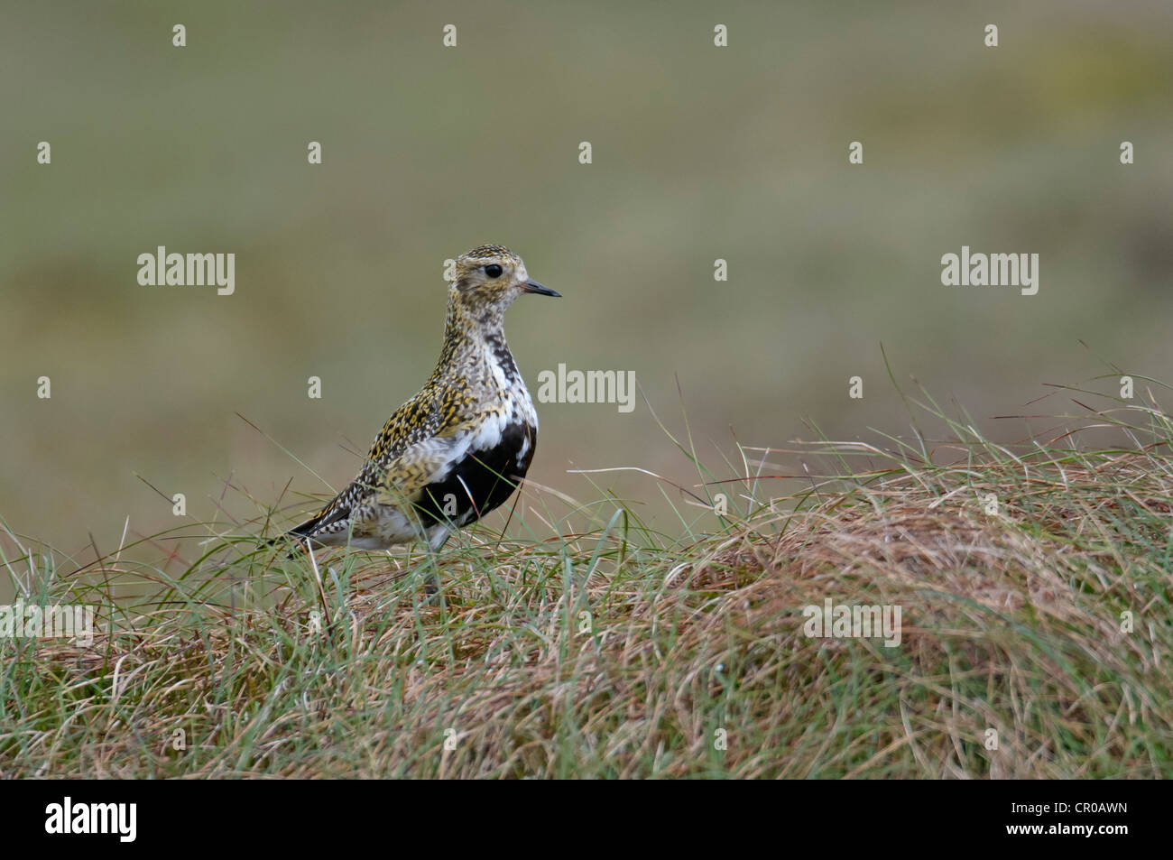 Golden plover plumage hi-res stock photography and images - Alamy