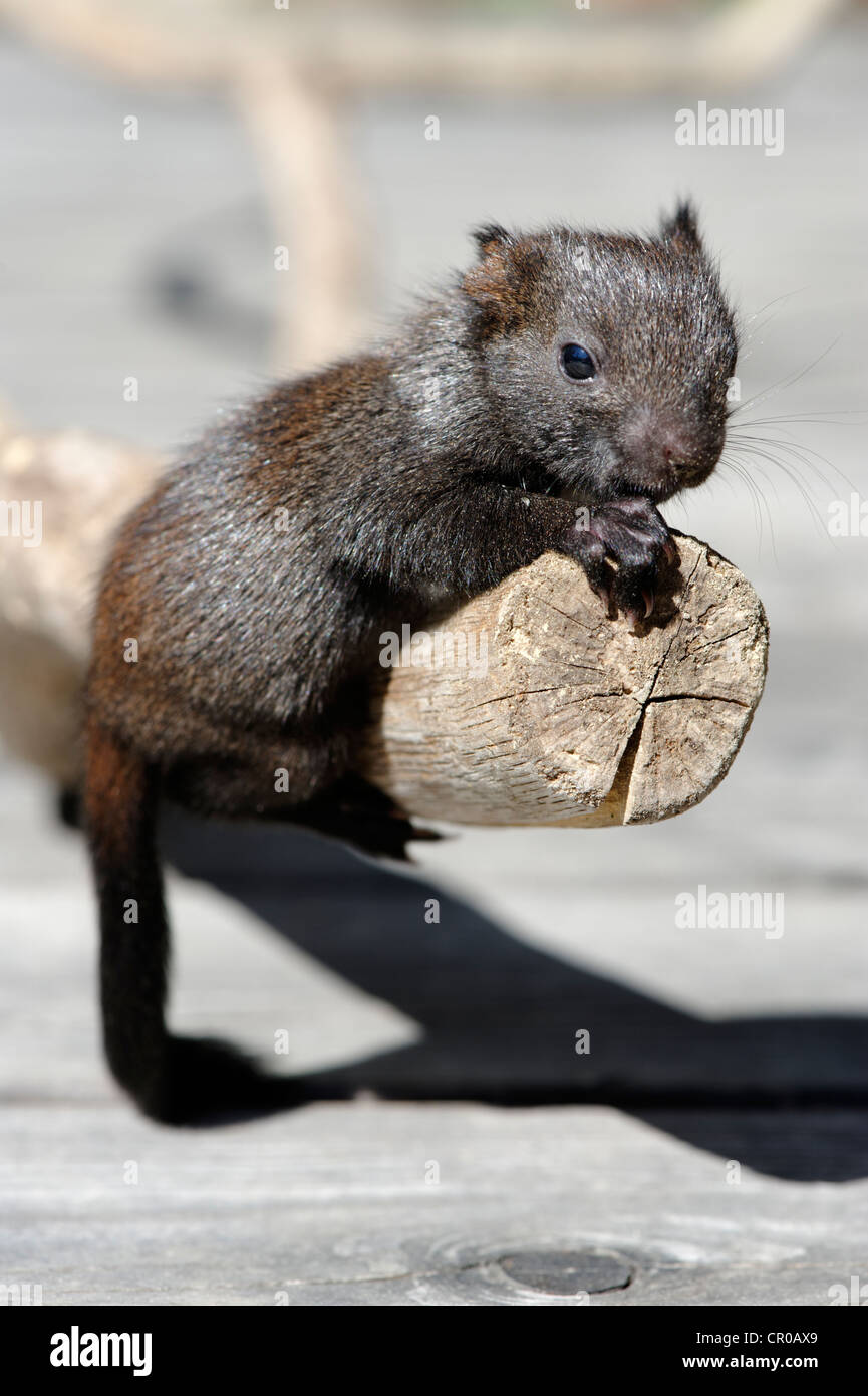 German Squirrel High Resolution Stock Photography and Images - Alamy