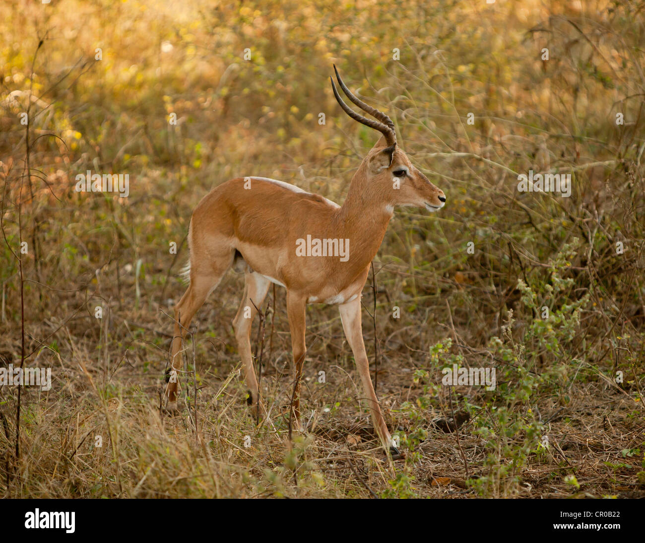 Impala at Botswana Game Safari Stock Photo - Alamy