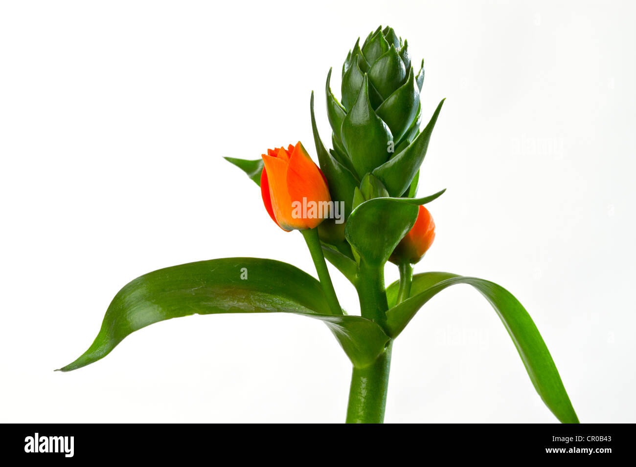 Ornithogalum dubium hi-res stock photography and images - Alamy