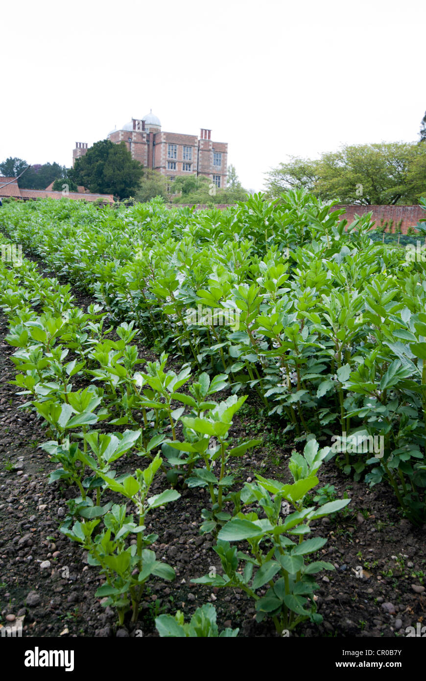 A Crop Of Broad Bean Plants Growing In The Walled Garden At Doddington a-crop-of-broad-bean-plants-growing-in-the-walled-garden-at-doddington