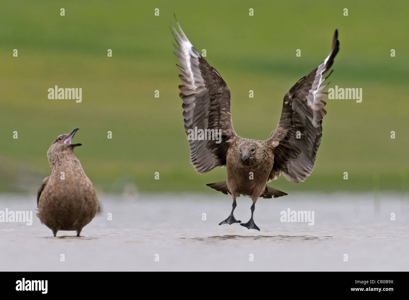 Bonxie flying hi-res stock photography and images - Alamy