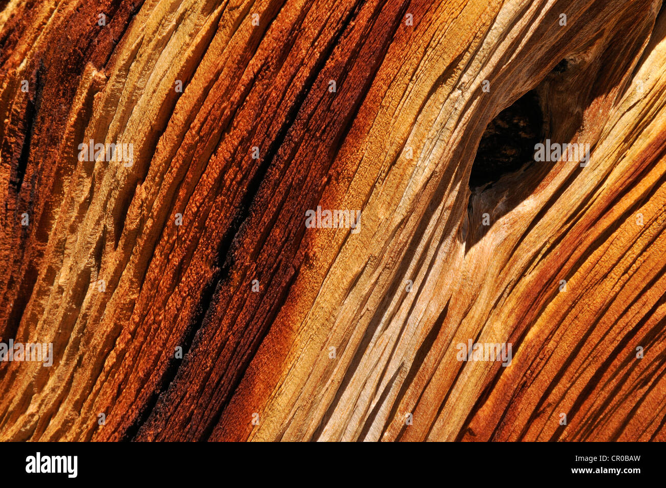 Bristlecone pine wood ancient bristlecone hi-res stock photography and ...
