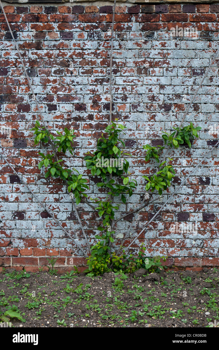 Fan trained fruit tree growing against a garden wall Stock Photo - Alamy