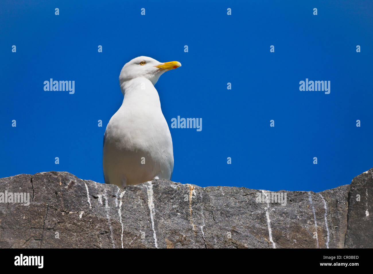 Ivory Gull (pagophila eburnea) on basalt cliff, at bird colony of ...