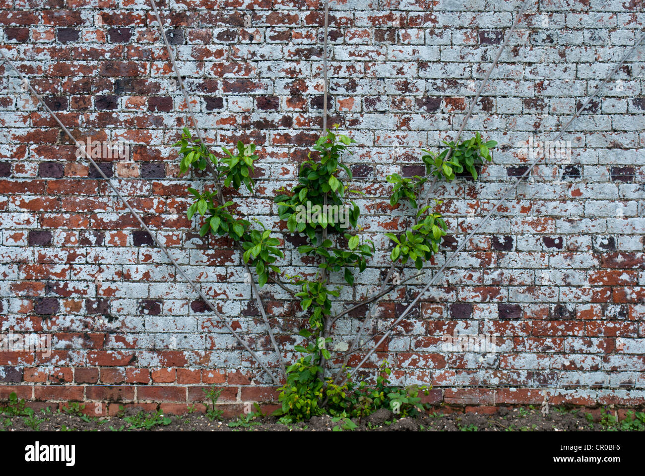 Horticulture training hi-res stock photography and images - Alamy