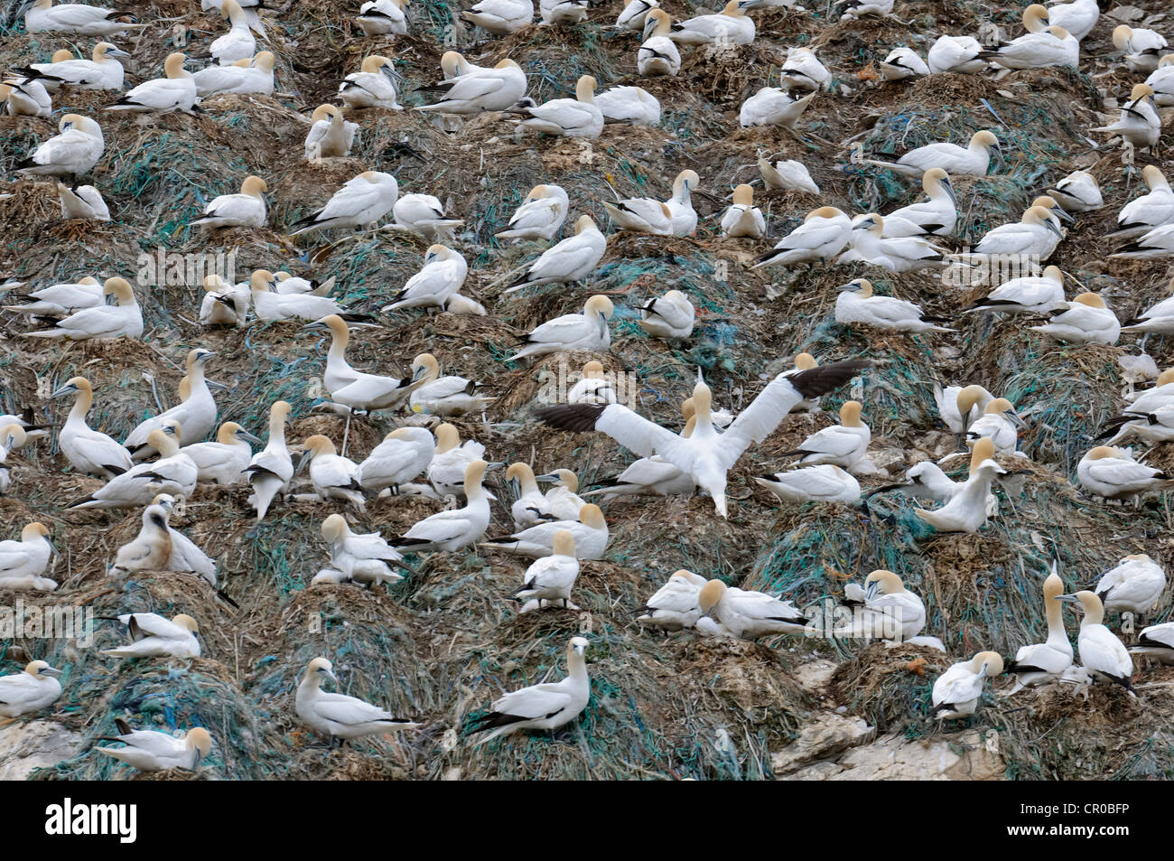 Muckle flugga hi-res stock photography and images - Alamy