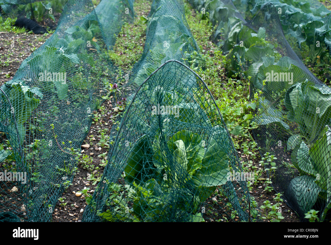 Wire hoops and netting being used as crop protection Stock Photo - Alamy