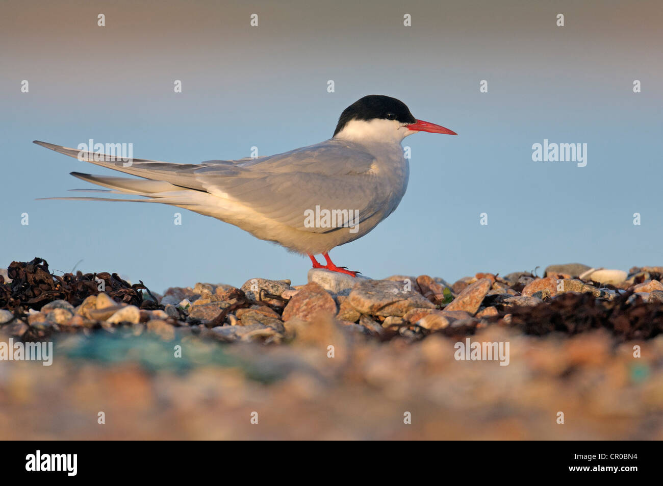 Sterna paradisaea migration hi-res stock photography and images - Alamy