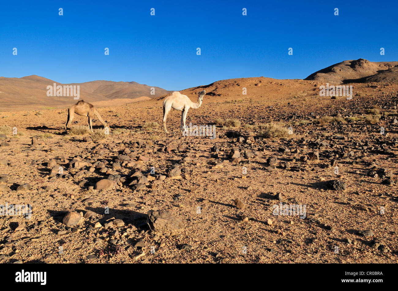 Two camels in volcanic landscape of Atakor, Hoggar, Ahaggar Mountains ...