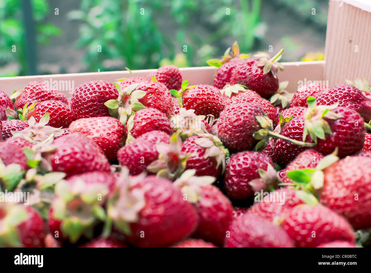 Bunch of fresh strawberries - closeup Stock Photo - Alamy