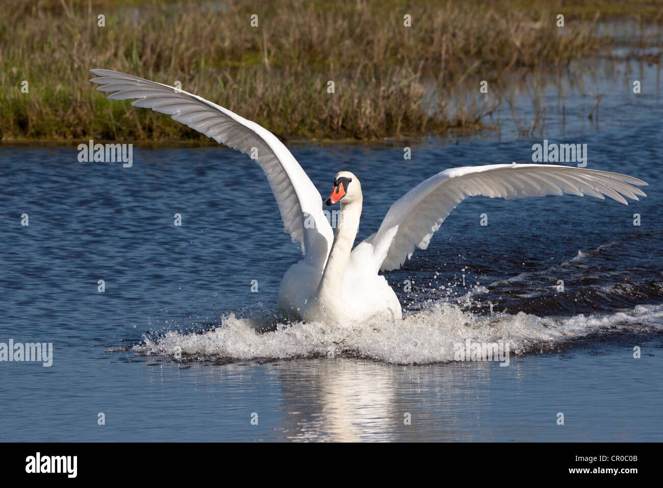 Splashdown hi-res stock photography and images - Alamy