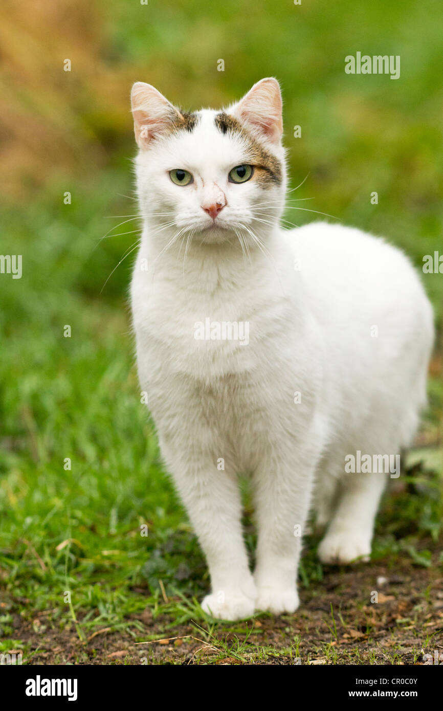 Domestic cat (Felis catus Stock Photo - Alamy
